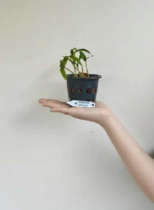 Ready to Flower Dendrobium Kingidium Alba White Orchid