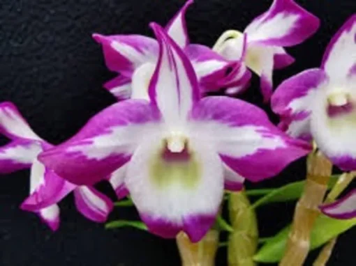 Ready to Flower Dendrobium Hamana Red Prism Orchid